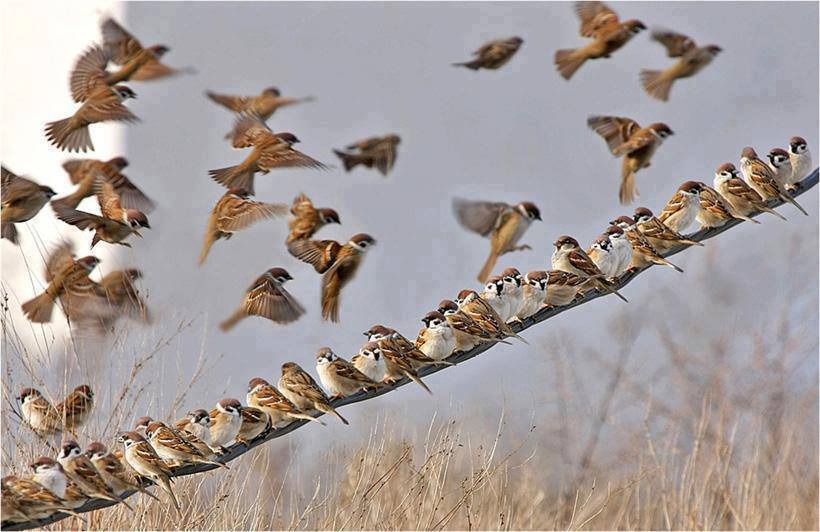 Já olhou para os pardais hoje? - Guiame