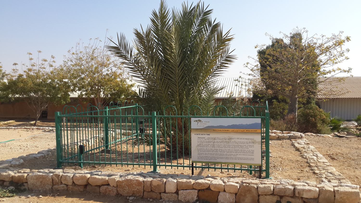Semente dos tempos de Jesus dá origem a árvore em Israel, que é ...